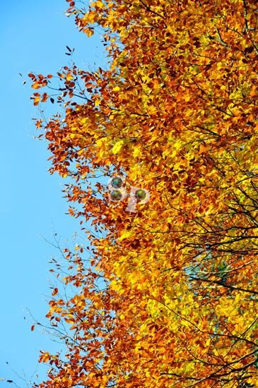 C'est l'automne! Galerie photo automnale