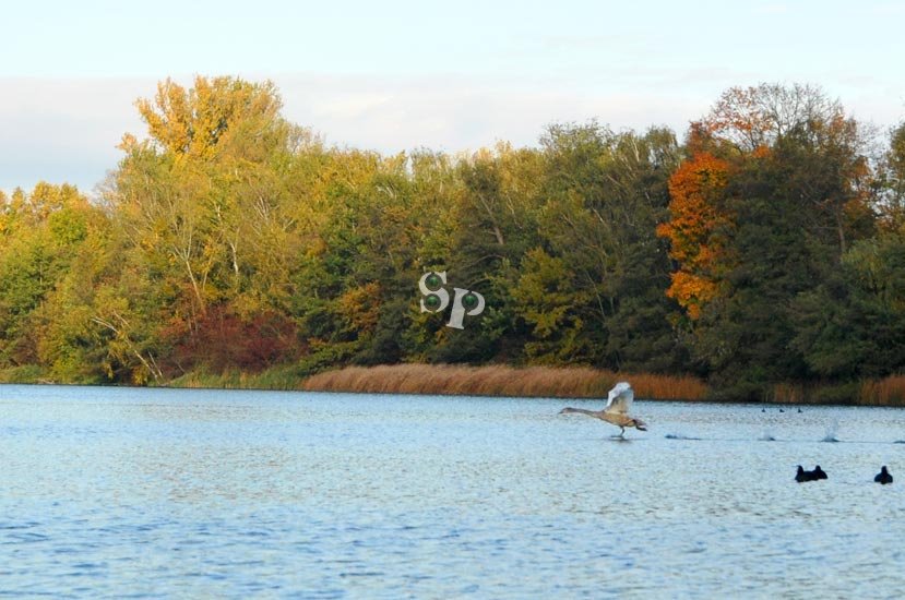 Le Baggersee, gravière à Strasbourg. - Strasbourg Photo - Photographe à ...