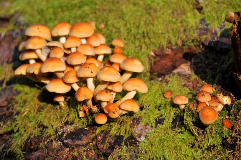 Galerie photo de saison : des champignons