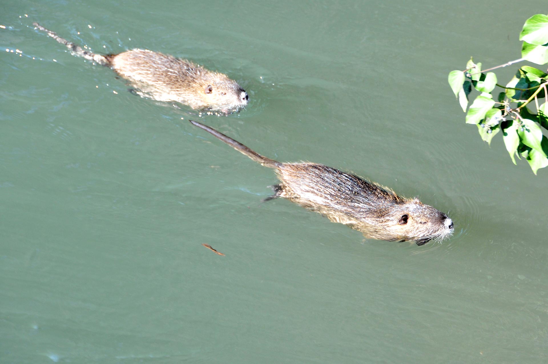 Les ragondins de Strasbourg - Strasbourg Photo - Photographe à ...