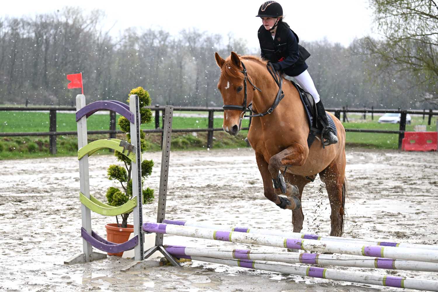 Photos de Concours de Saut d'Obstacles - Strasbourg Photo